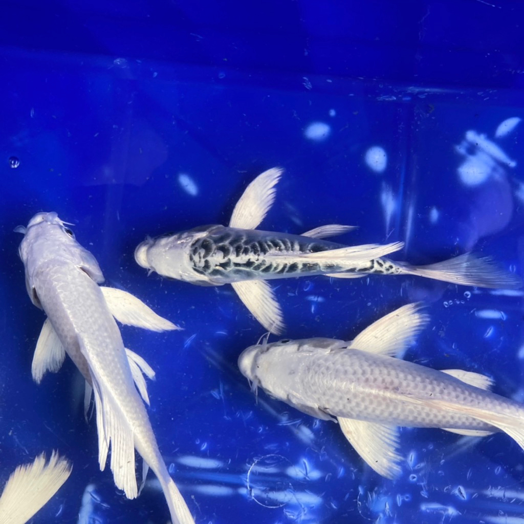 Jual (SIZE ADA DI VARIASI) KOI PLATINUM KOI PUTIH IKAN HIAS AQUARIUM KOLAM | Shopee Indonesia