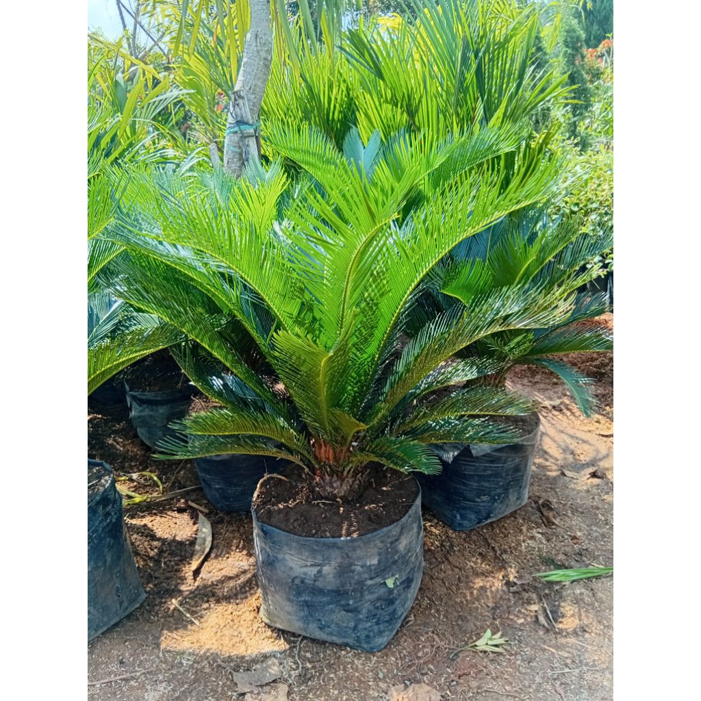 Jual Tanaman Sikas Jambe, Mawar Jambe Batang Besar Mode Daun Rimbun ...