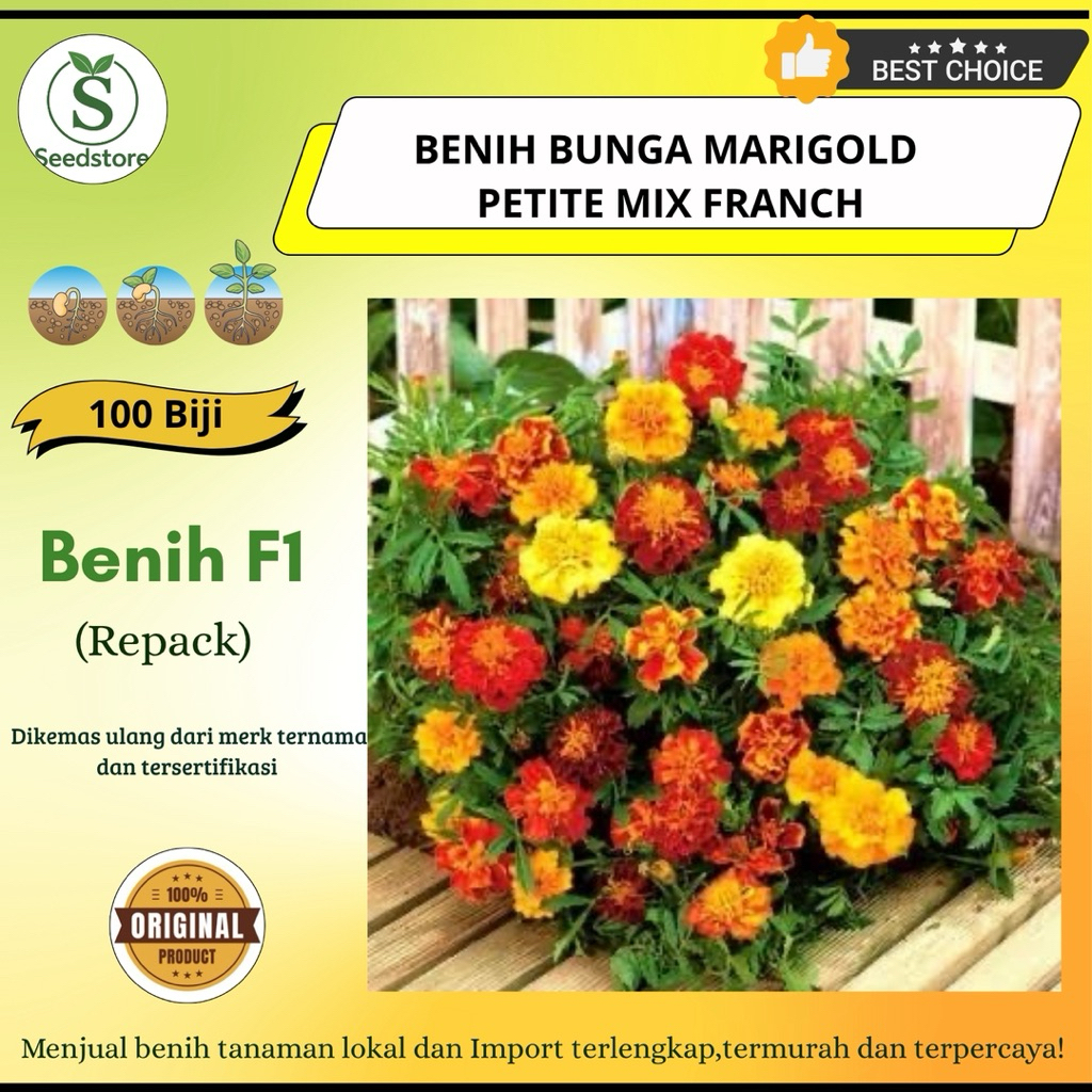 Jual 100 benih biji bunga Marigold Petite Mix French Marigold Dwarf ...