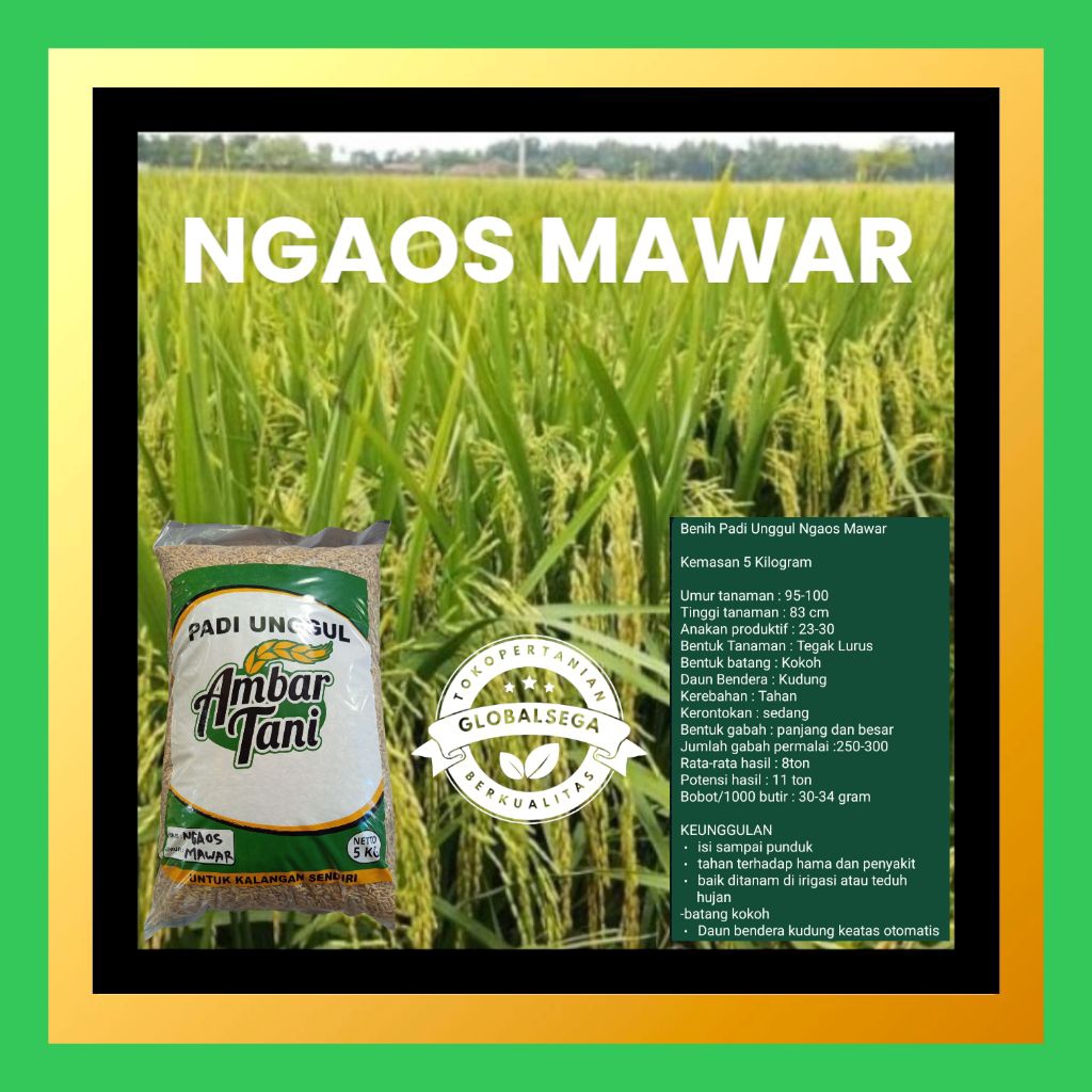 Jual Benih Padi unggul Ngaos Mawar original kemasan 5kg | Shopee Indonesia