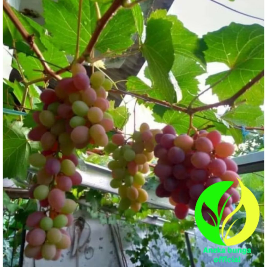Jual POHON BUAH ANGGUR IMPORT JUPITER TINGGI ±30CM / BIBIT TANAMAN BUAH ...