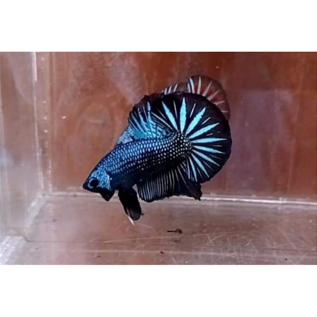 Jual PLAKAT DRAGON | Shopee Indonesia