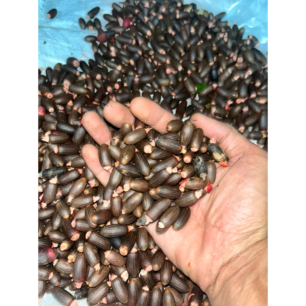 Jual biji melinjo/tangkil full tua 1kg | Shopee Indonesia
