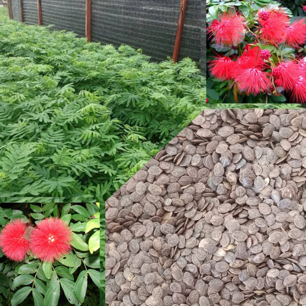 Jual Benih Biji Kaliandra Merah 50 biji & 100 biji | Tanaman Pakan ...