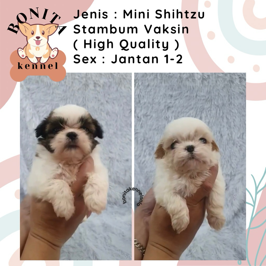 Jual Mini Shihtzu Stambum Anak Anjing Mini Shih Tzu Shitzu Sitzu Jantan ...