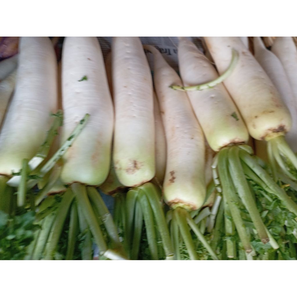 Jual SAYUR LOBAK DAIKON LUBAK PUTIH SEGAR | Shopee Indonesia
