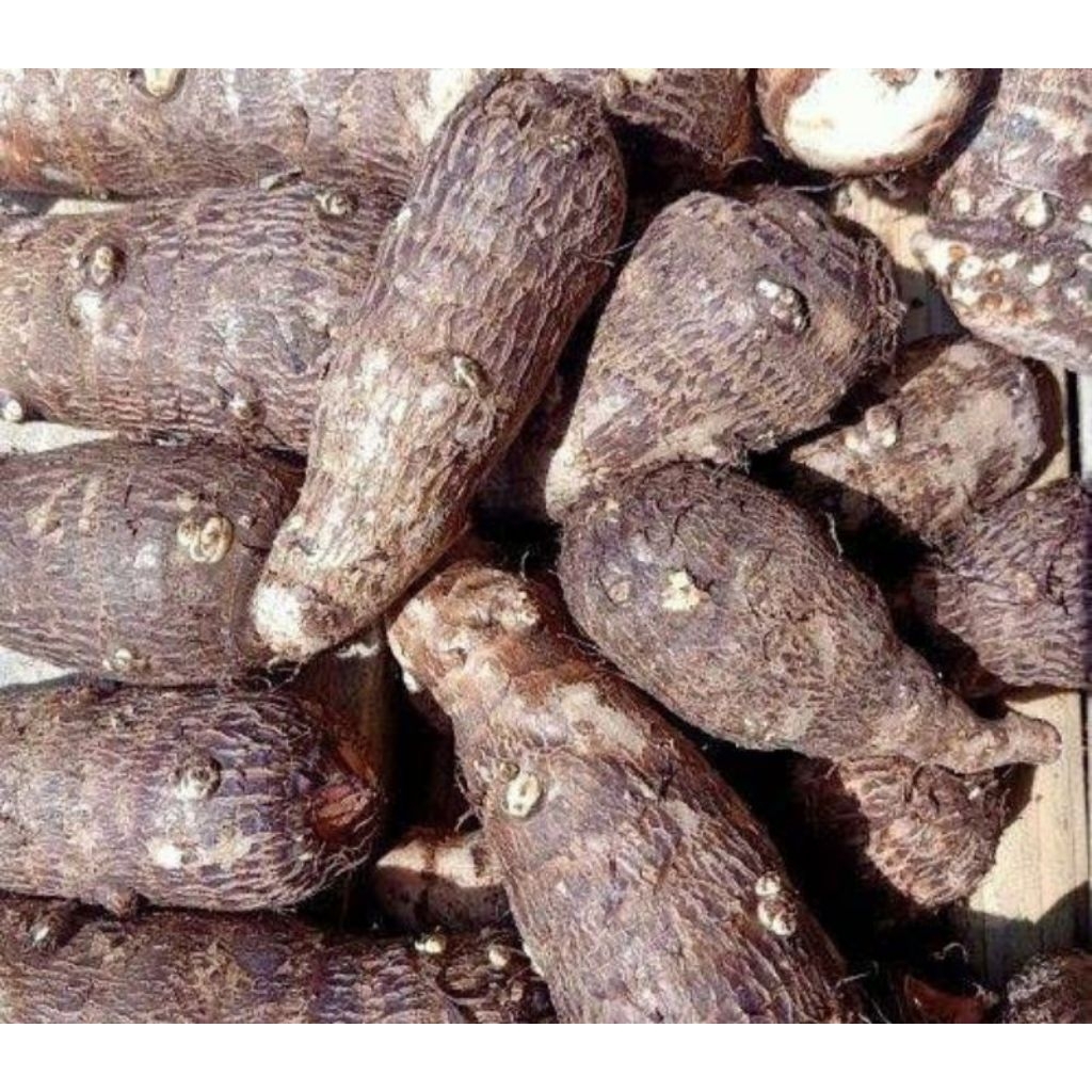 Jual Umbi Ubi talas hitam segar tua 1kg | Shopee Indonesia