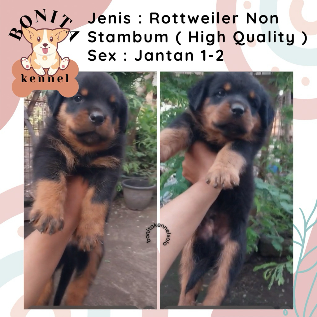 Jual Rottweiler Anak Anjing Rottweilers Non Stambum Jantan Betina ...
