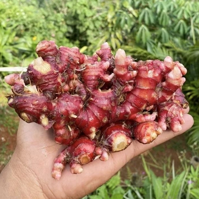 Jual BENIH/BIBIT JAHE MERAH PREMIUM FULL TUA 1000 GRAM | Shopee Indonesia