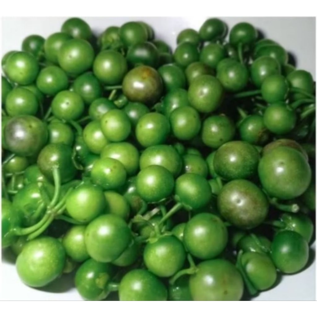 Jual leunca untuk karedok/lenca segar paket 350gram | Shopee Indonesia