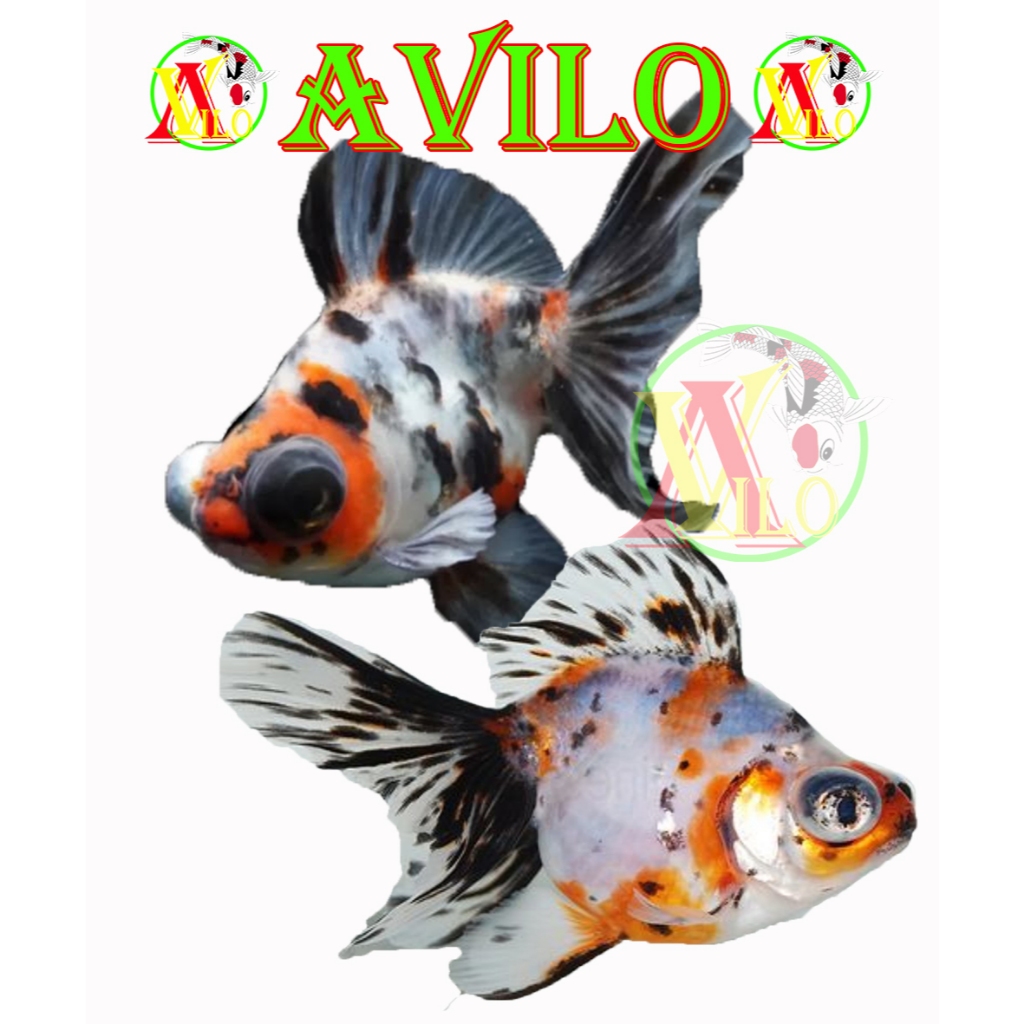 Jual ikan hias mas koki kecil tekim 3 - 5 cm mata belok demekin ...