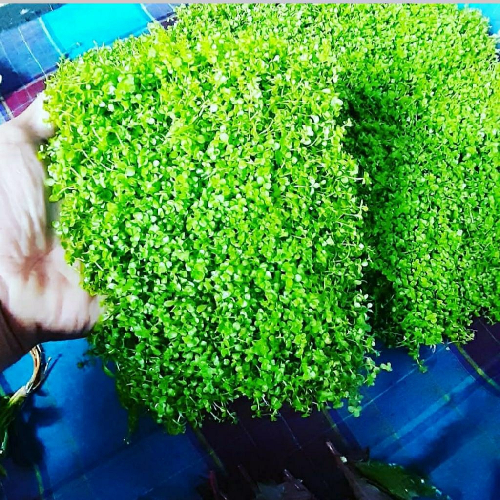 Jual monte carlo tanaman carpet aquascape | Shopee Indonesia