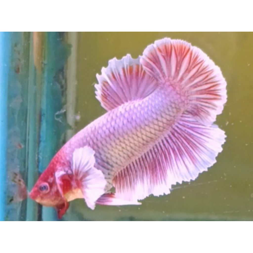 Jual CUPANG BIGEAR PINK FLAMINGO - DUMBO EAR PINK FLAMINGO [BISA COD ...