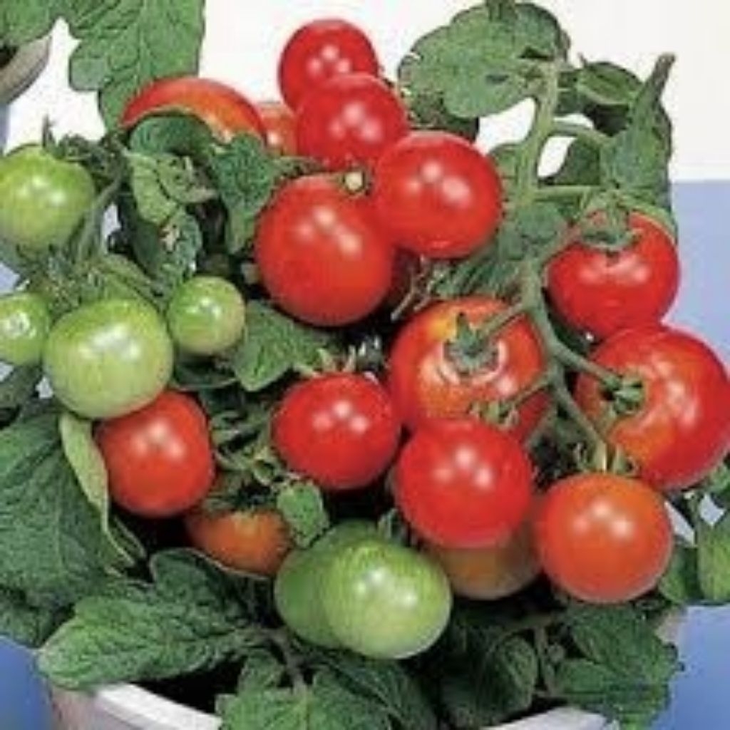 Jual Benih Tanaman Tomato Red Robin ( 10 Butir ) | Shopee Indonesia