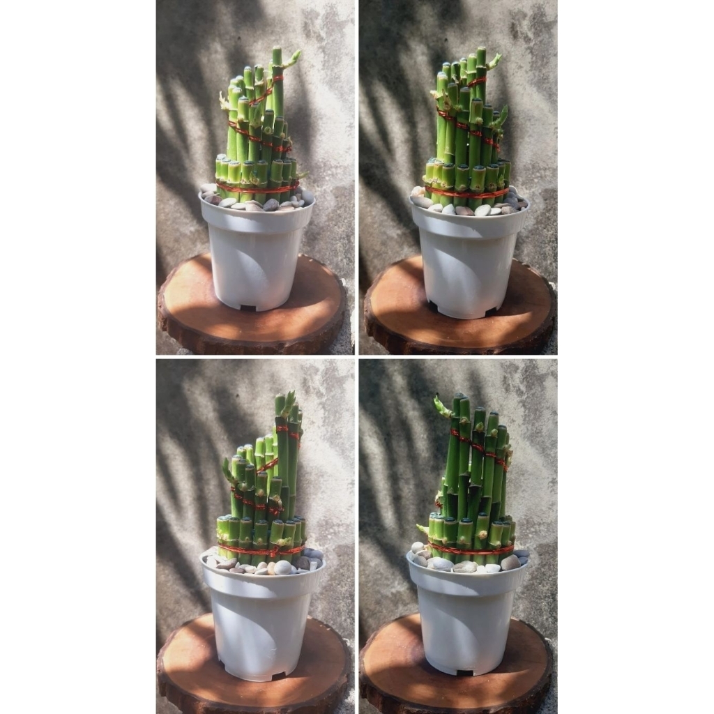 Jual Tanaman Hias Bambu Hoki | Paket Bambu Hoki Cantik | Tanaman Bambu ...