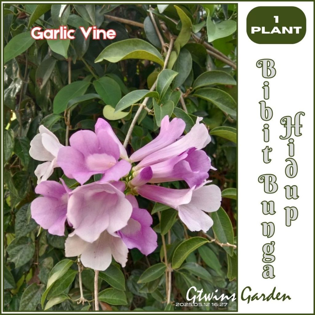 Jual GG | Bibit Tanaman Hidup Bunga Garlic Vine Ungu | Shopee Indonesia