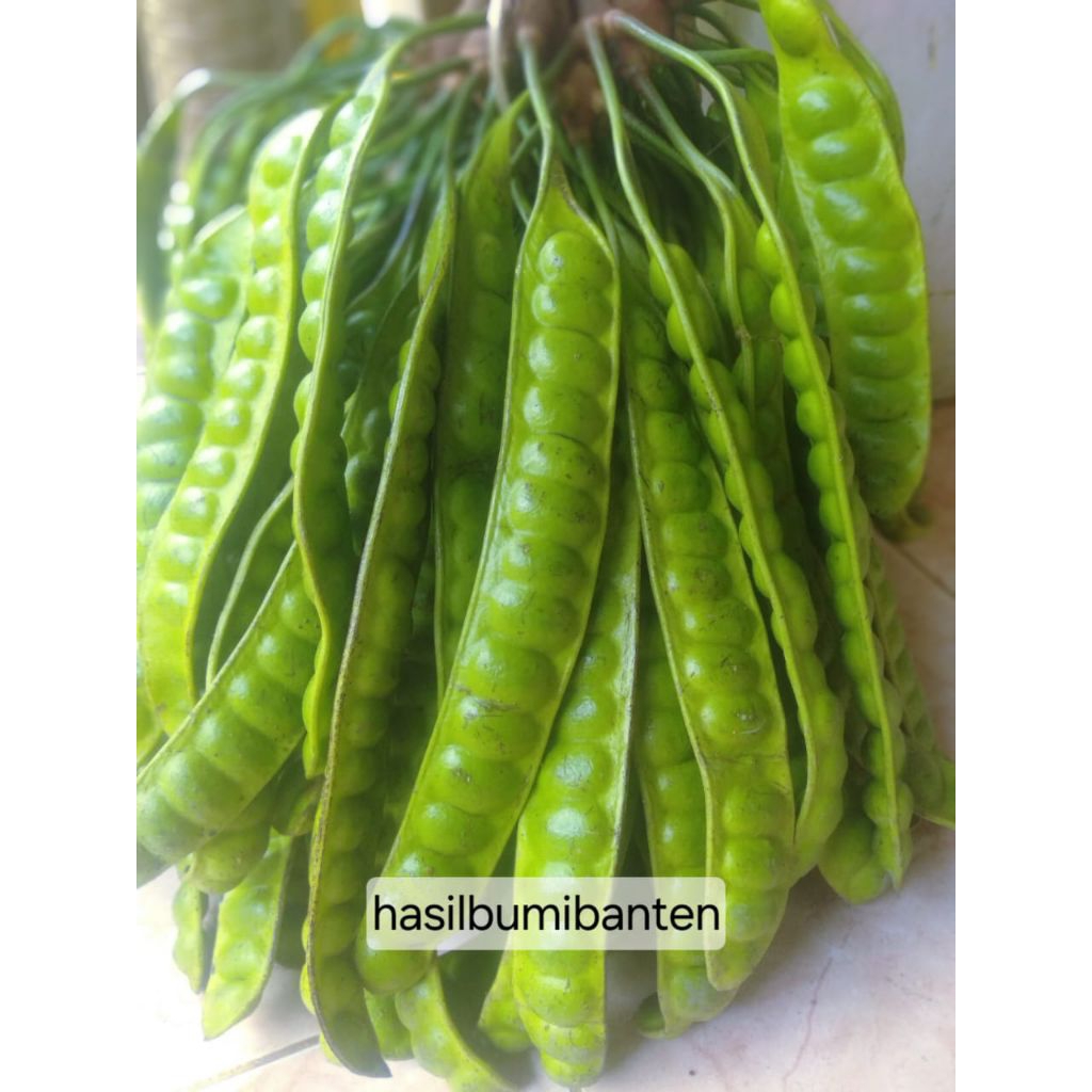 Jual PETE/PETAI TUA FRESH ISI 10 PAPAN LONJOR BARU PETIK | Shopee Indonesia