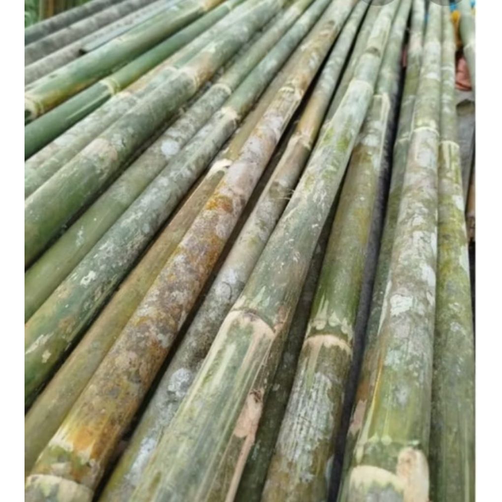 Jual jual bambu utuh panjang 100cm dan 120cm,150cm | Shopee Indonesia