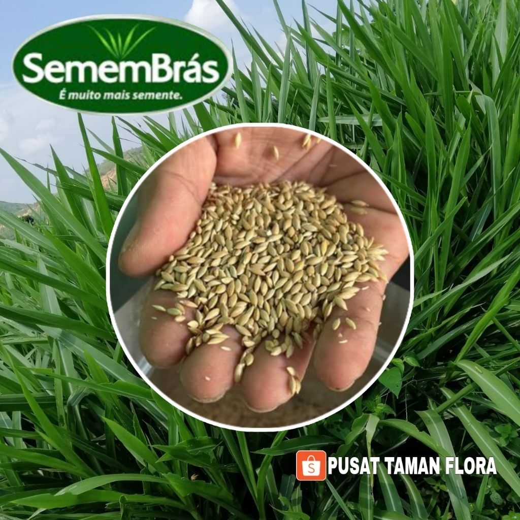 Jual Biji Rumput Brachiaria Decumbens 1kg - Bade/Signal -SememBras ...