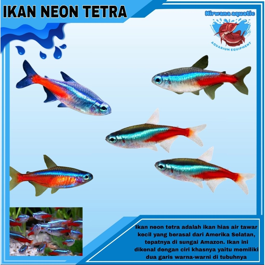 Jual (INSTAN) IKAN NEON TETRA | Shopee Indonesia