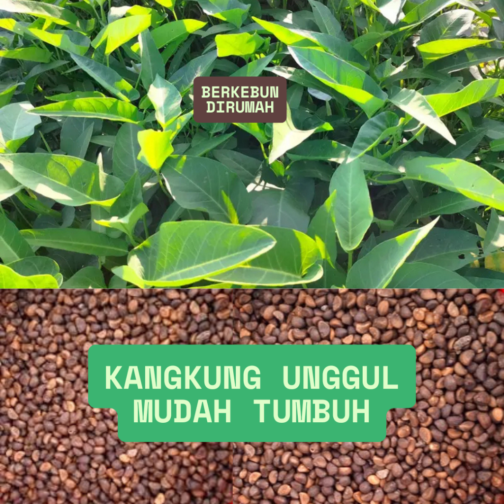 Jual Repack Benih Kangkung daun lebar 100 gr garuda Seed Super Jumbo ...