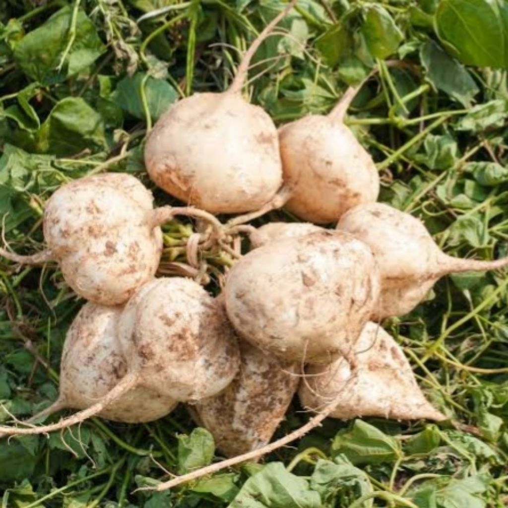 Jual Bengkoang Fresh Kebumen 1 Kg | Shopee Indonesia