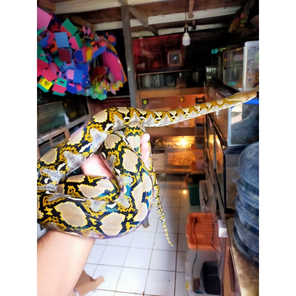 Jual ular retic python CB ( normal x platy) 2,5 meter jinak | Shopee ...