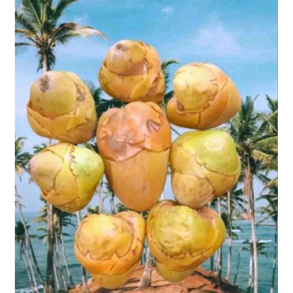 Jual beruluk tembuluk segar herbal kelapa muda di ambil ketika pesanan ...