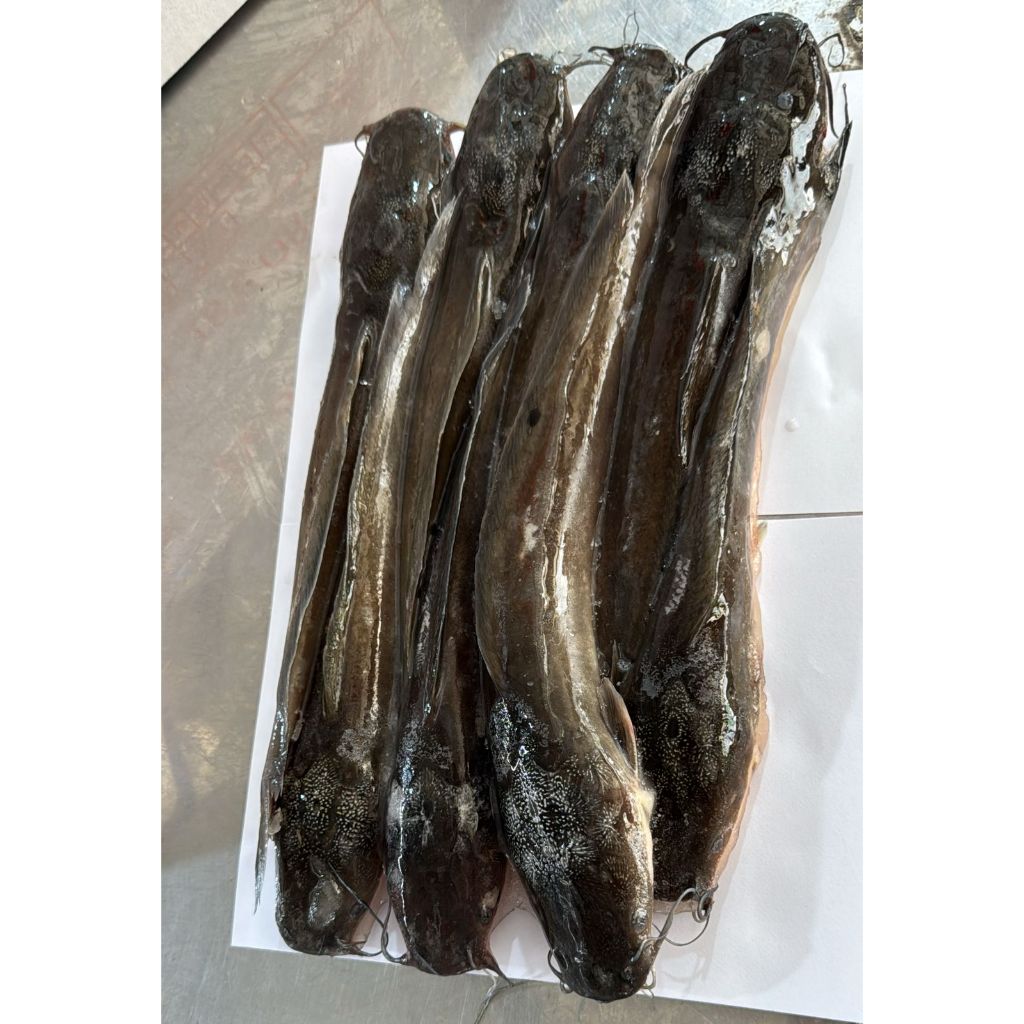 Jual IKAN LELE 1KG SUDAH BERAT BERSIH HANYA 30rb/ikan tawar/lele/bahan ...