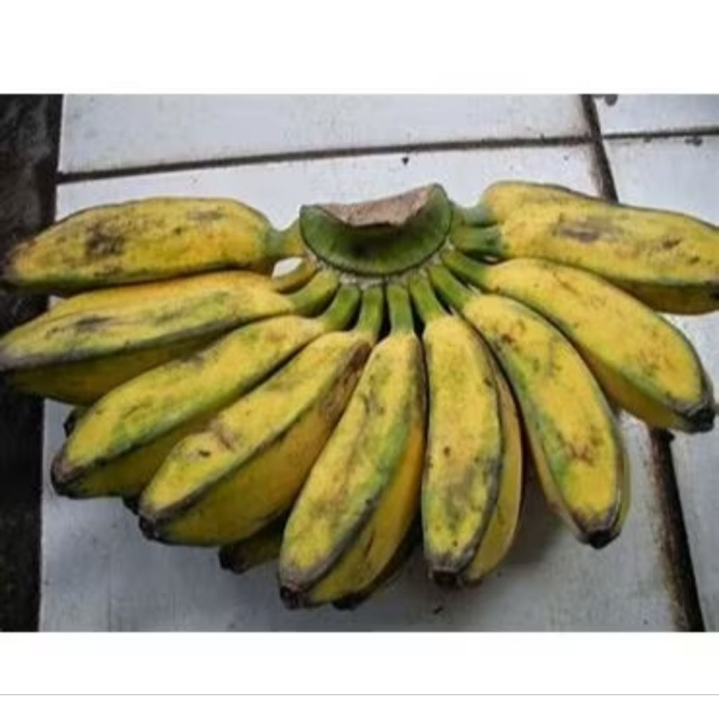 Jual Pisang All Variant (Ambon,Lampung,Uli,Nangka,Kepok,Emas,Siam,Raja ...