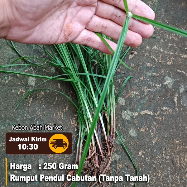 Jual Rumput Jukut Pendul (Tanpa Media Tanah) 250 Gram Obat Herbal ...