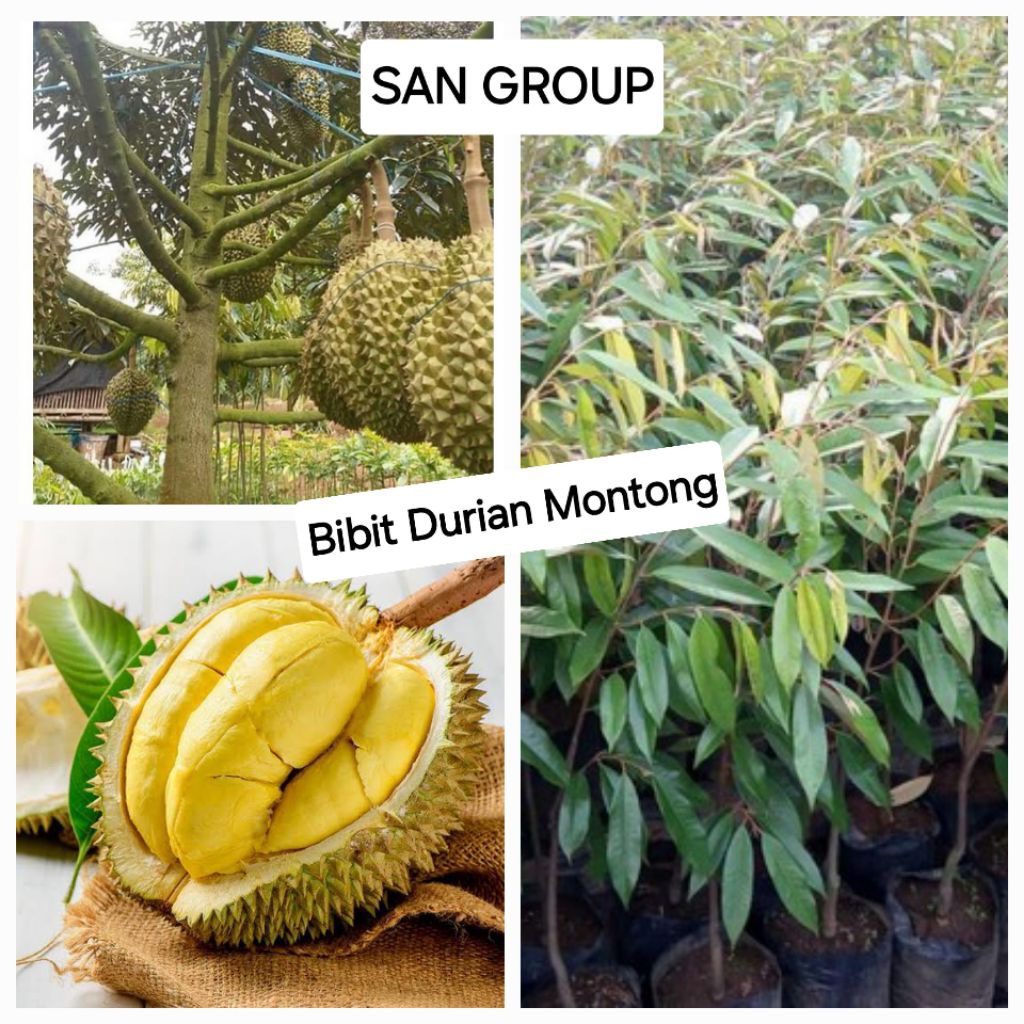 Jual POHON BIBIT TANAMAN DURIAN MONTONG MONTHONG | BIBIT DURIAN DUREN ...