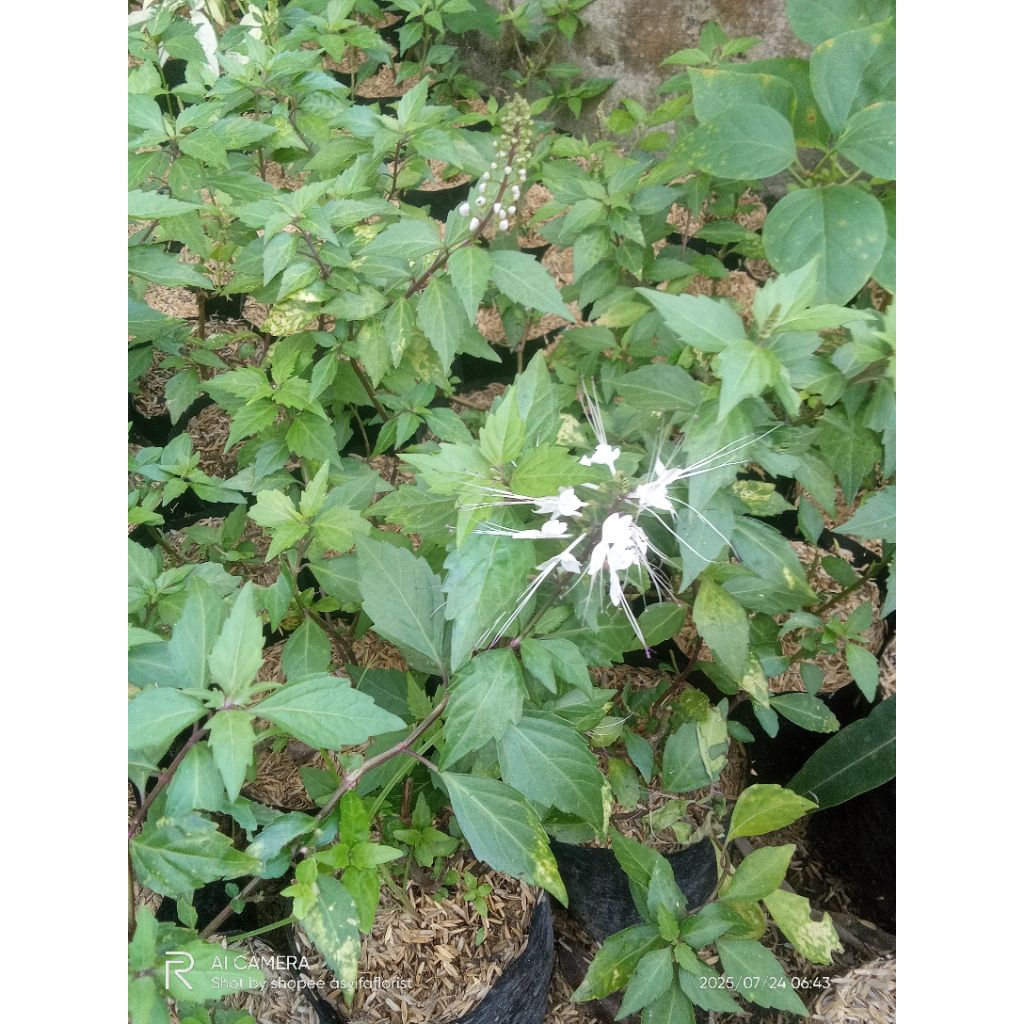 Jual tanaman hidup tanaman herbal bunga kumis kucing tanaman hias ...