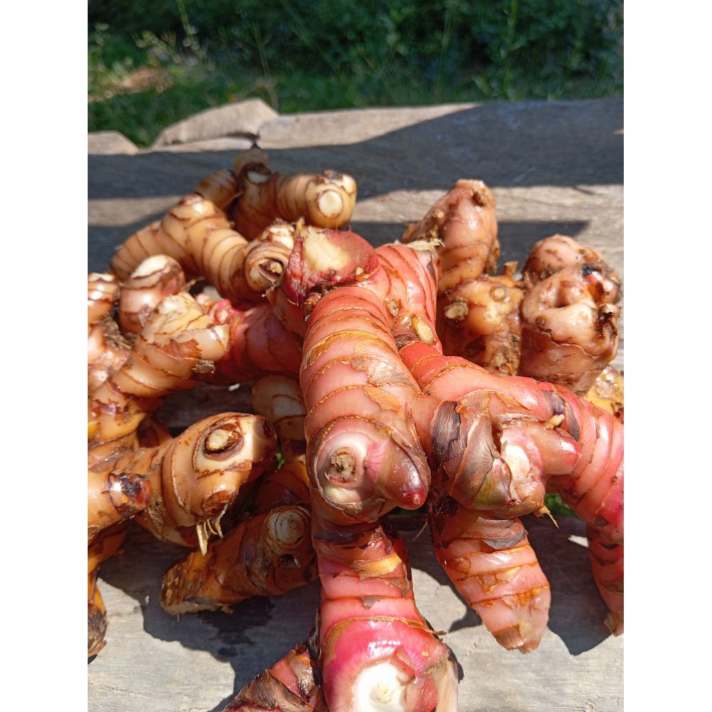 Jual Lengkuas merah laza merah segar 1kg | Shopee Indonesia