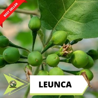 Jual Benih Leunca Organik – Mudah Tumbuh & Banyak Khasiat | Shopee ...