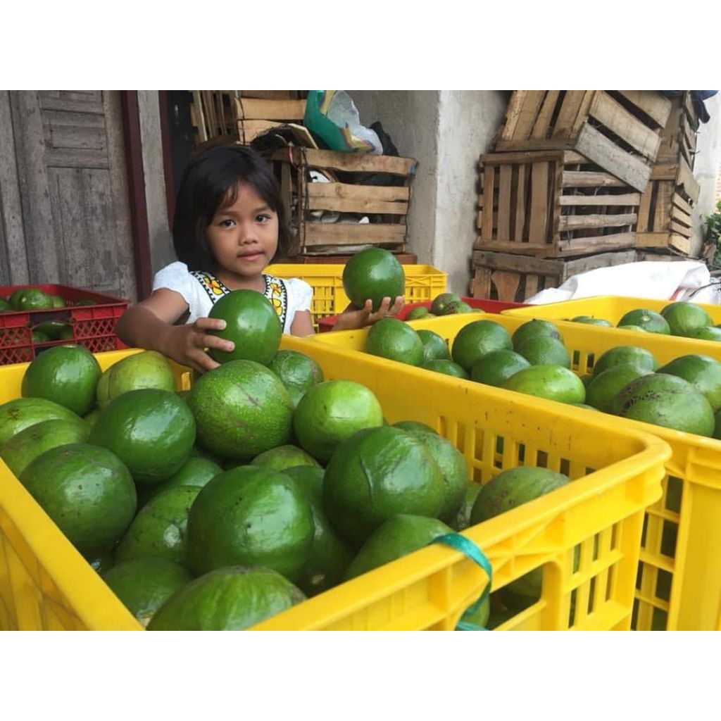 Jual Alpukat Mentega Super Jumbo Lereng Kelud isi 2 - 3 / Kg | Shopee ...