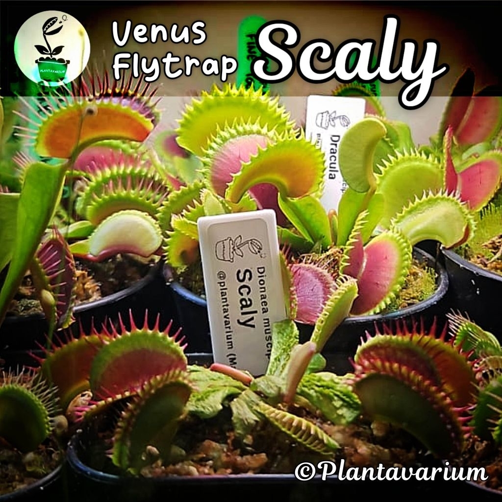 Jual Tanaman Karnivora Venus Fly Trap VFT Scaly | Shopee Indonesia
