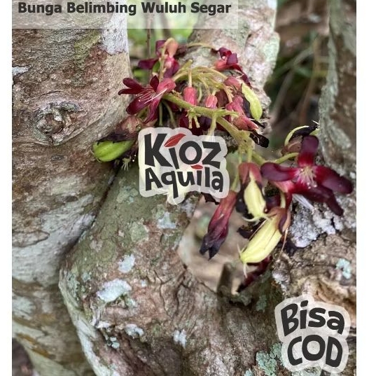 Jual bunga belimbing wuluh 25 tanpa ada daunya murni bunganya saja ...