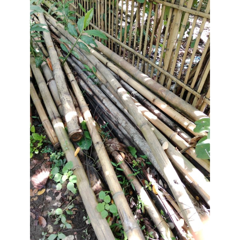 Jual Bambu Utuh Per Batang / Bambu Umbul-umbul / Tiang Bendera | Shopee ...