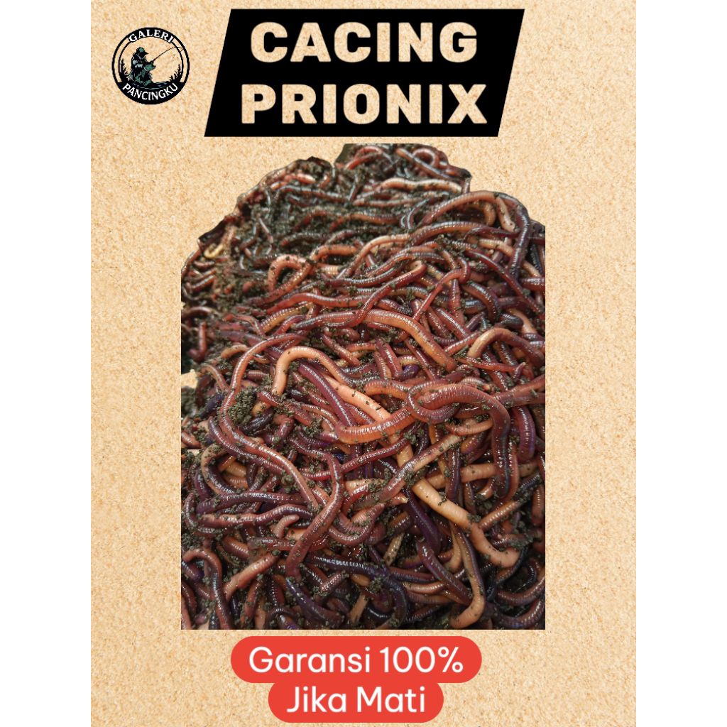 Jual 100gr Cacing Prionix / Cacing Prionix Hidup Berkualitas / Umpan ...