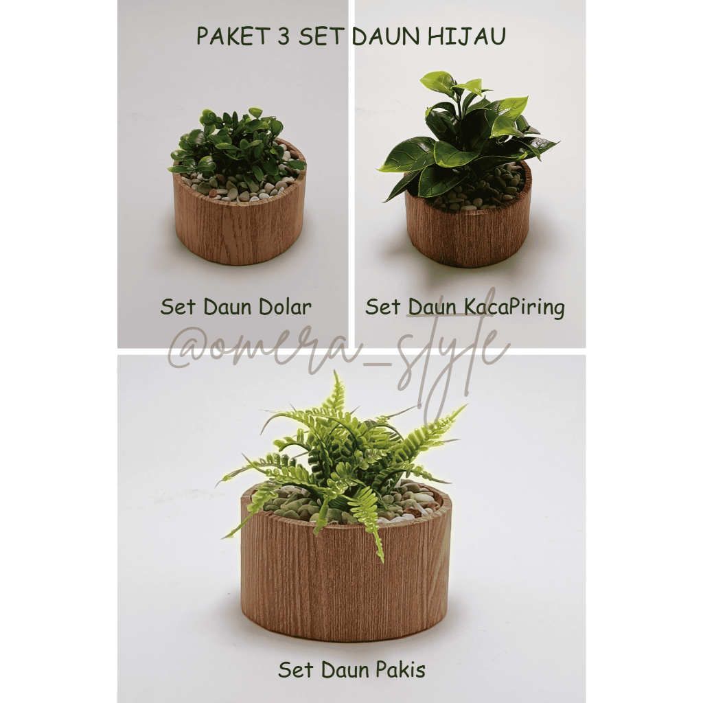 Jual PAKET 3 Set Pot Tanaman Daun Tanaman Paku Pakis Kacapiring Dollar ...