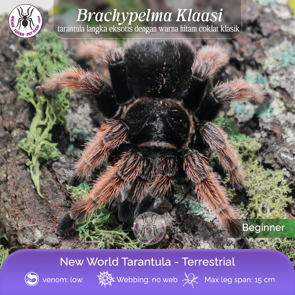 Jual TARANTULA BRACHYPELMA KLAASI - FEMALE | Shopee Indonesia