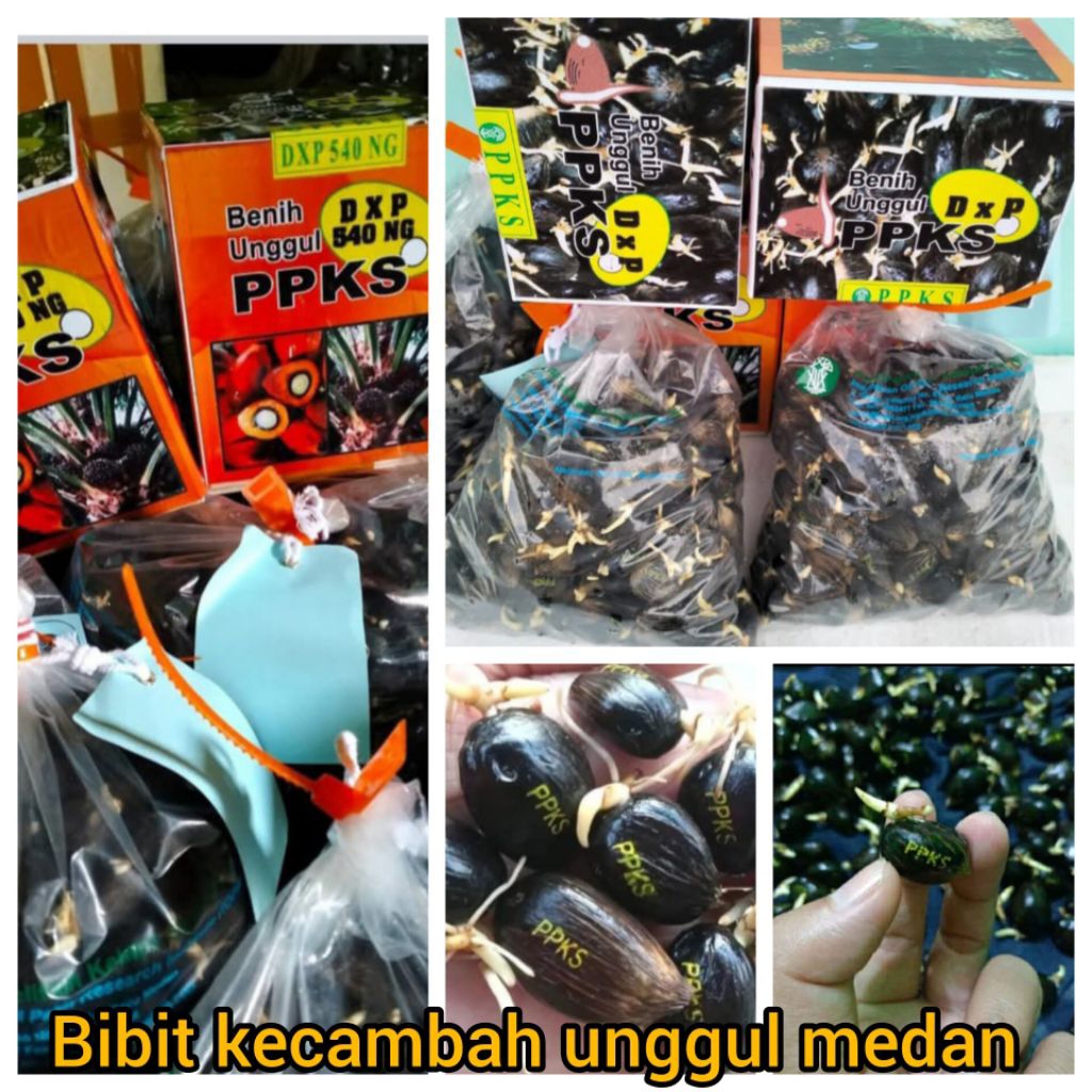 Jual bibit kecamba sawit ppks SMB isi 250 btr | Shopee Indonesia