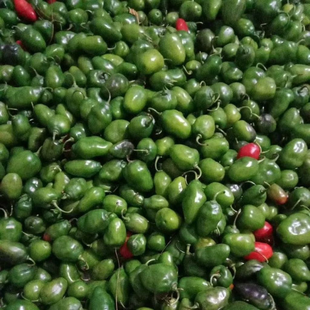 Jual CABE CABAI GENDOT gendot segar 1kg | Shopee Indonesia