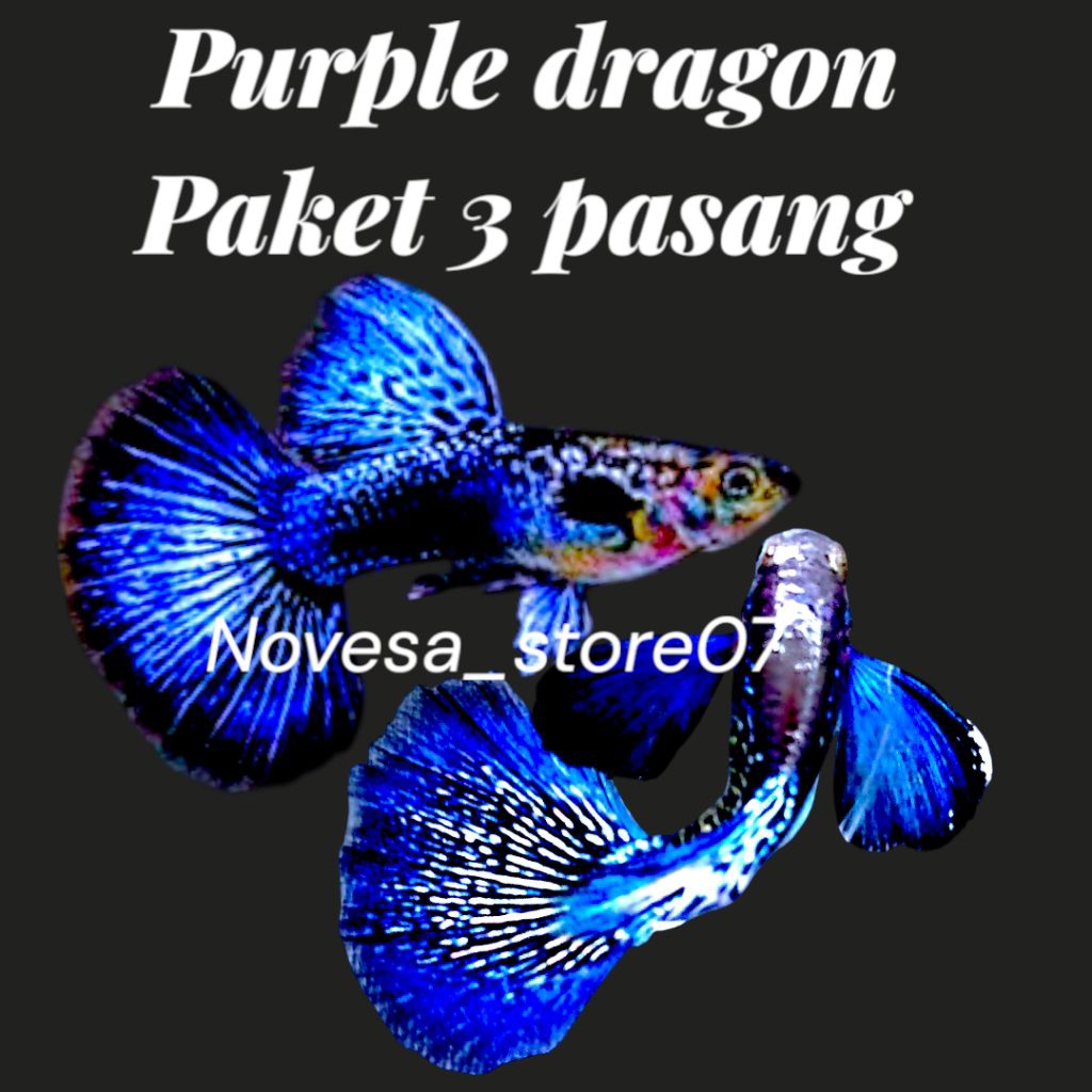 Jual ikan gupy jenis PDDE Dumbo ear halfmount, paket isi 3 pasang ...