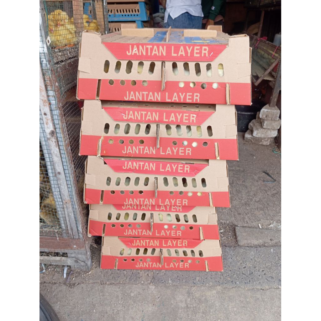 Jual AYAM NEGERI SUPER GRADE A / DOC PEJANTAN LAYER 1 BOX ISI 102 EKOR ...