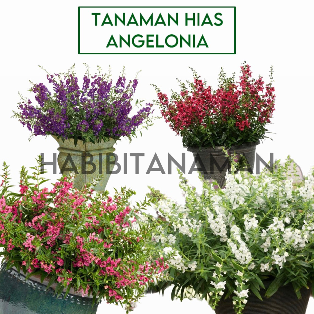 Jual (BISA COD) PROMO! Tanaman Hias Bunga Lavender Angelonia Anti ...