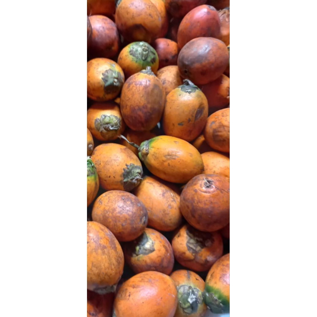 Jual Pinang betara biji pinang betara hybrid pinang emas f1 f2 cepat ...