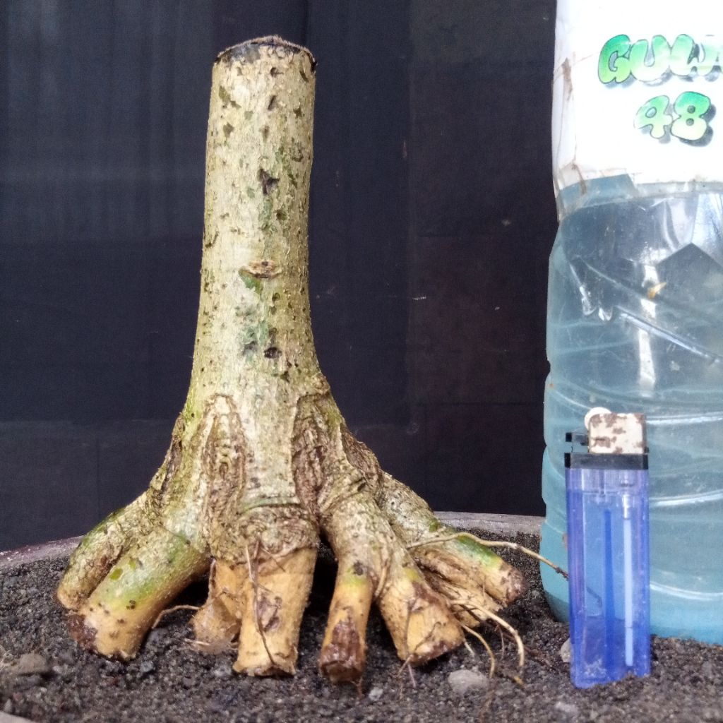 Jual Bahan Bonsai Waru India Programan Akar Formal Bogel Akar Muter ...