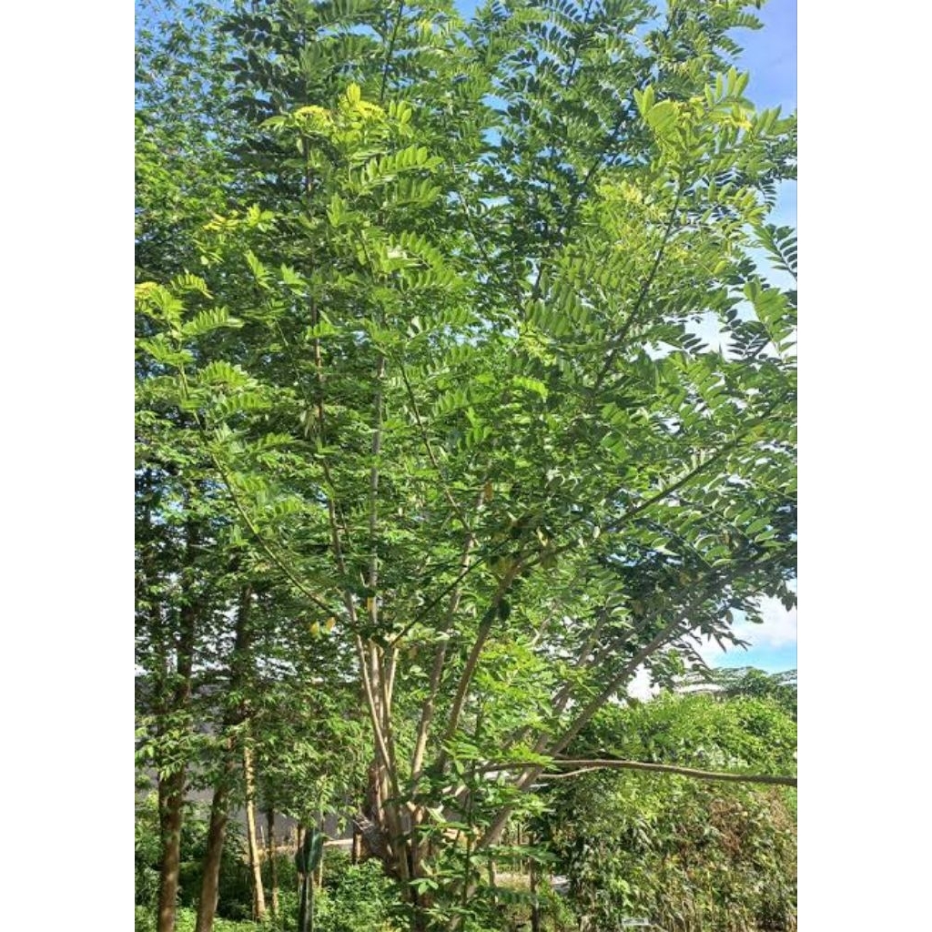 Jual Bibit Stek Tanaman Gamal 15 Stek Super Siap Tanam Untuk Pakan ...